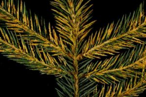 Spruce: Rust | Hortsense | Washington State University