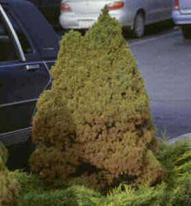 Spruce: Spruce spider mite | Hortsense | Washington State University