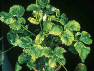 Strawberry: Viruses | Hortsense | Washington State University