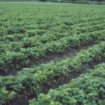 Strawberry: Viruses | Hortsense | Washington State University