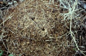 Lawn and Turf: Ants | Hortsense | Washington State University