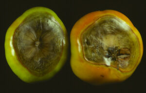 Tomato: Blossom-end rot | Hortsense | Washington State University