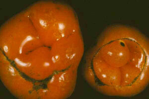 Tomato: Catface | Hortsense | Washington State University