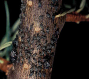 Juniper: Aphids | Hortsense | Washington State University