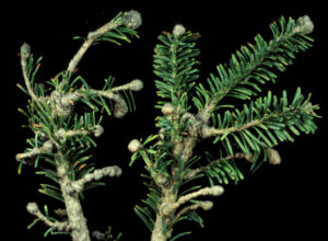 True Fir: Balsam woolly adelgid | Hortsense | Washington State University