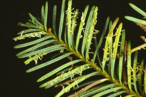 True Fir: Rust (Uredinopsis) | Hortsense | Washington State University
