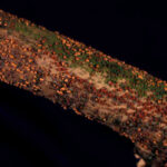 Common Diseases: Cankers | Hortsense | Washington State University