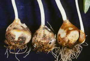 Tulip: Fire | Hortsense | Washington State University