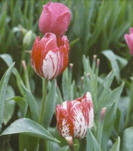 Tulip : Break (viruses) | Hortsense | Washington State University