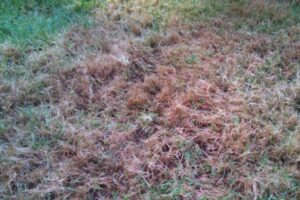 Lawn and Turf: 2,4-D damage | Hortsense | Washington State University