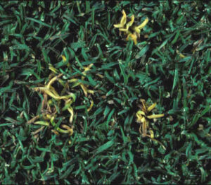 Lawn and Turf: Anthracnose/Basal crown rot | Hortsense | Washington ...