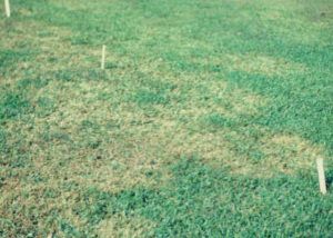 Lawn and Turf: Brown patch | Hortsense | Washington State University