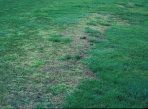 Lawn and Turf: European crane fly | Hortsense | Washington State University