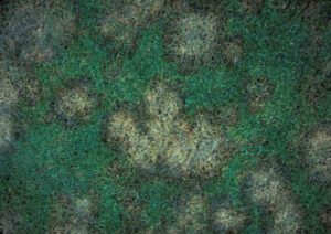 Lawn and Turf: Microdochium patch (Pink snow mold) | Hortsense ...