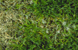 Lawn and Turf: Yellow patch | Hortsense | Washington State University