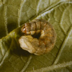 Lawn and Turf: Cutworms | Hortsense | Washington State University