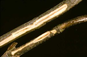 Cherry: Verticillium wilt | Hortsense | Washington State University