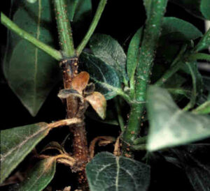 Viburnum: Shoot blight (Gray mold) | Hortsense | Washington State ...