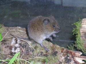 Vertebrate: Voles | Hortsense | Washington State University