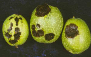 Walnut: Blight | Hortsense | Washington State University
