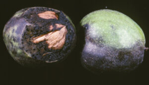 Walnut: Walnut husk fly | Hortsense | Washington State University