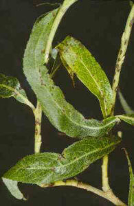 Willow: Marssonina leaf and twig spot | Hortsense | Washington State ...