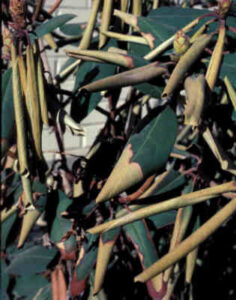 Common Cultural: Desiccating wind | Hortsense | Washington State University