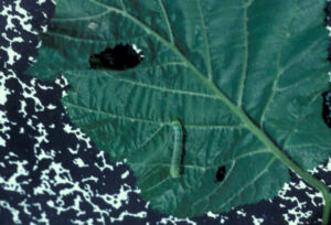 Common Insects and Mites: Inchworms | Hortsense | Washington State ...