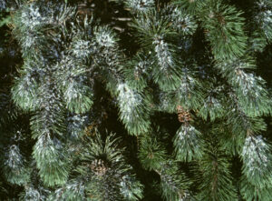 Pine: Pine aphid | Hortsense | Washington State University