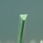 Weeds: Yellow nutsedge – Cyperus esculentus | Hortsense | Washington ...