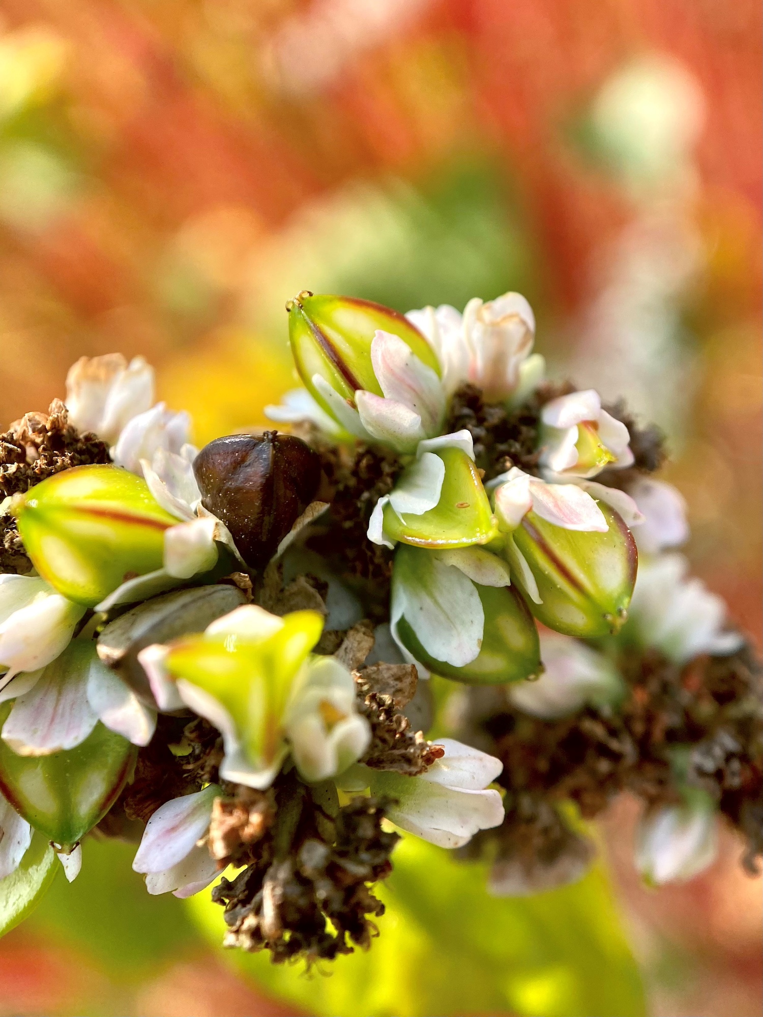 Why Buckwheat? A Partnership Effort of Researchers, Farmers, and Chefs ...