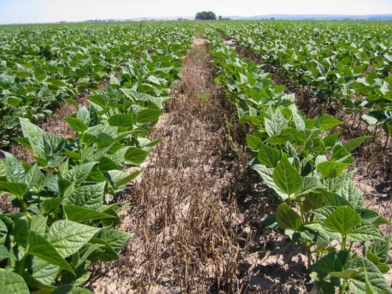 Cash Crops, and their Residues, Are the Best Cover Crops | Center for ...