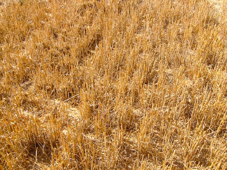 Cash Crops, and their Residues, Are the Best Cover Crops | Center for ...
