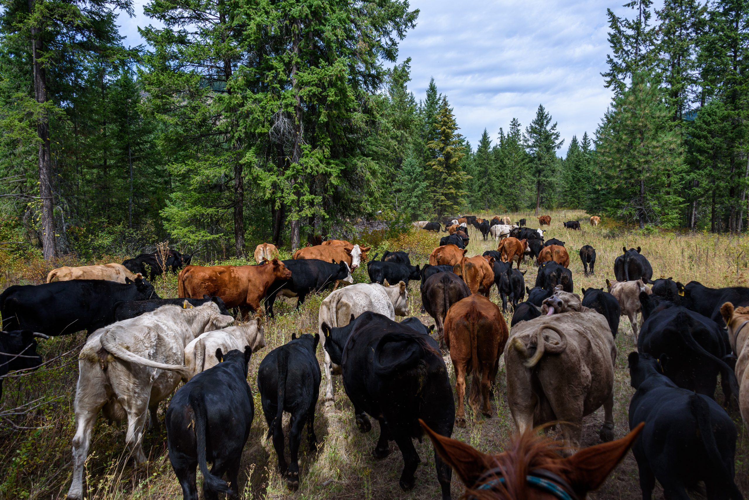 2023 BIOAg Award Announcement | Center for Sustaining Agriculture and ...