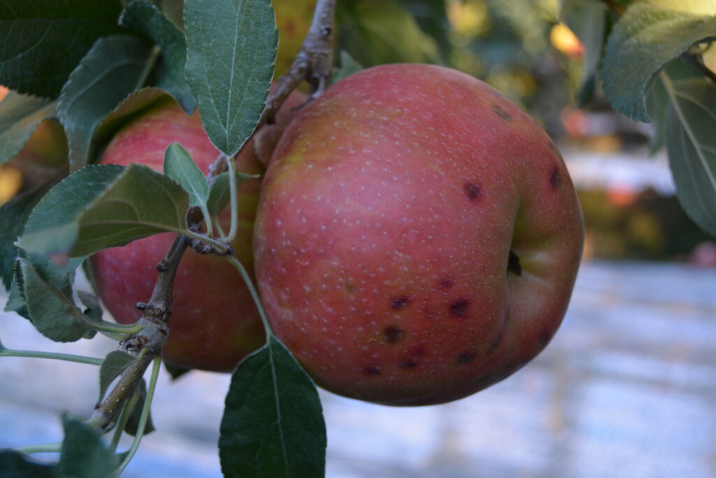 Resiliency achieved by sustainable agriculture | Center for Sustaining ...