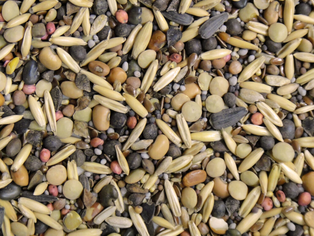 Cover crop best bet is monoculture, not mix | CSANR | Washington State ...