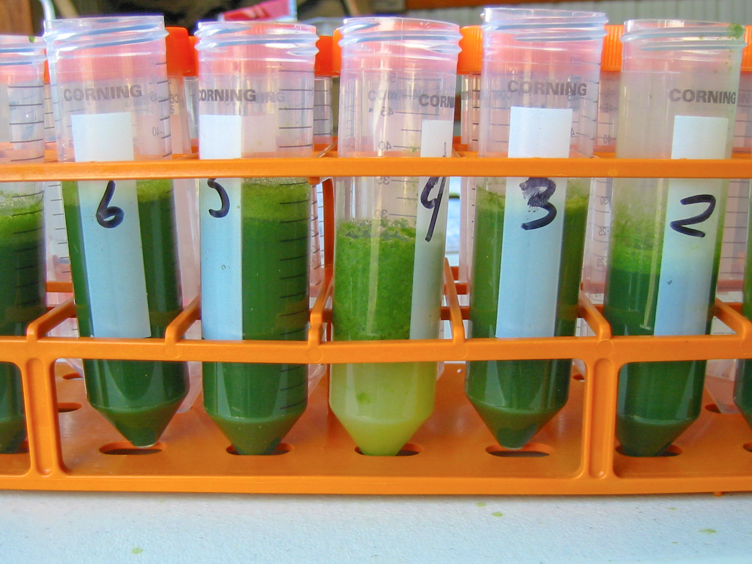 Buckwheat and Phosphorus | Center for Sustaining Agriculture and ...