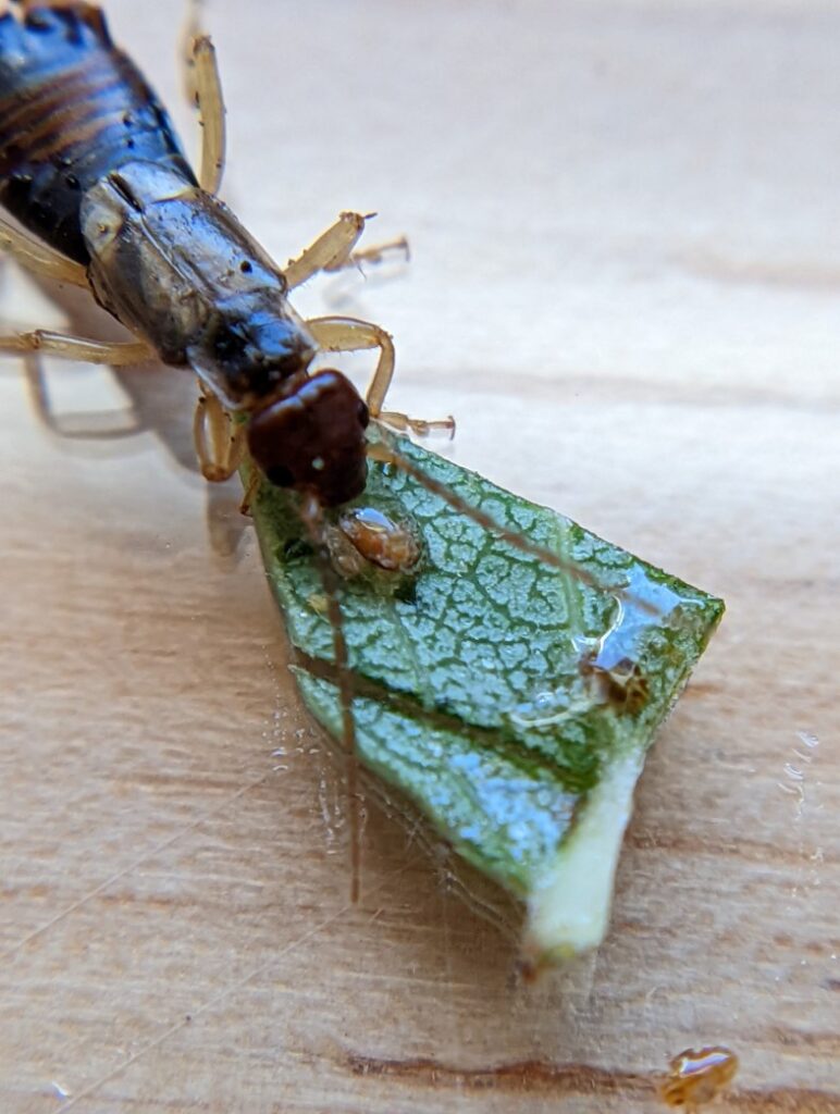 Human Perspectives Add Value to Entomological Research | Center for ...