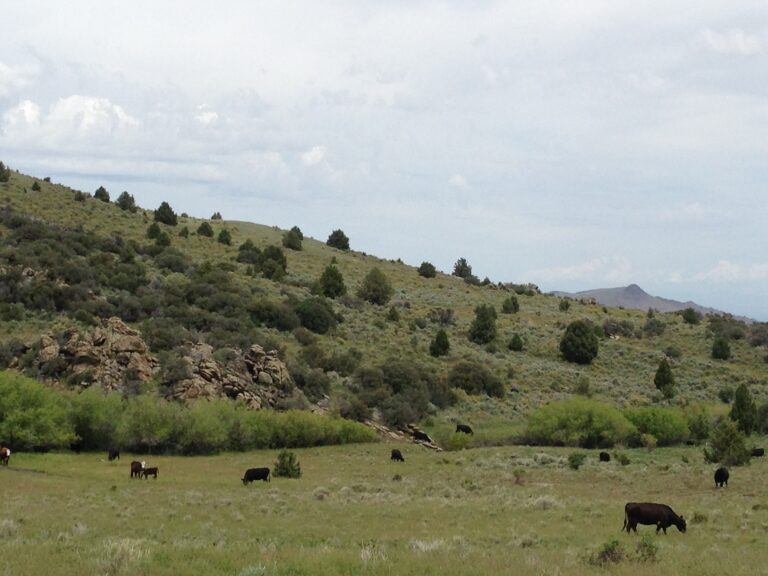 Sustainable Grazing Starts with Good Forage Production Data, Especially ...