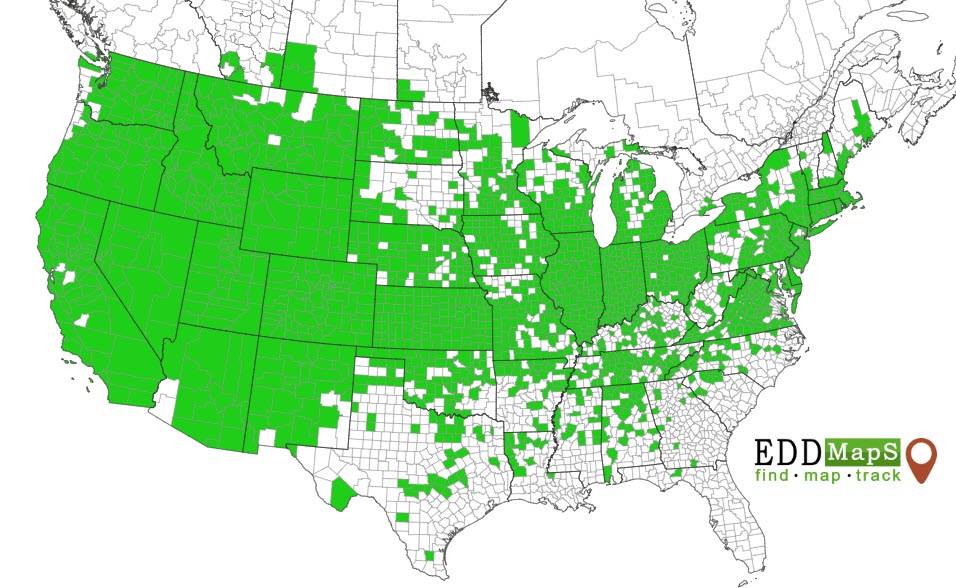Sagebrush Shrub-steppe or Cheatgrass Prairie? | Center for Sustaining ...