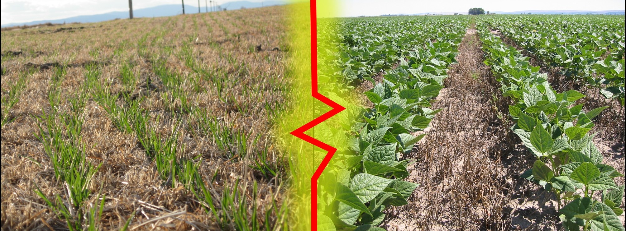 Crop rotation: In praise of deliberate, sequenced disruption of natural ...