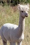 alpaca | Center for Sustaining Agriculture and Natural Resources ...