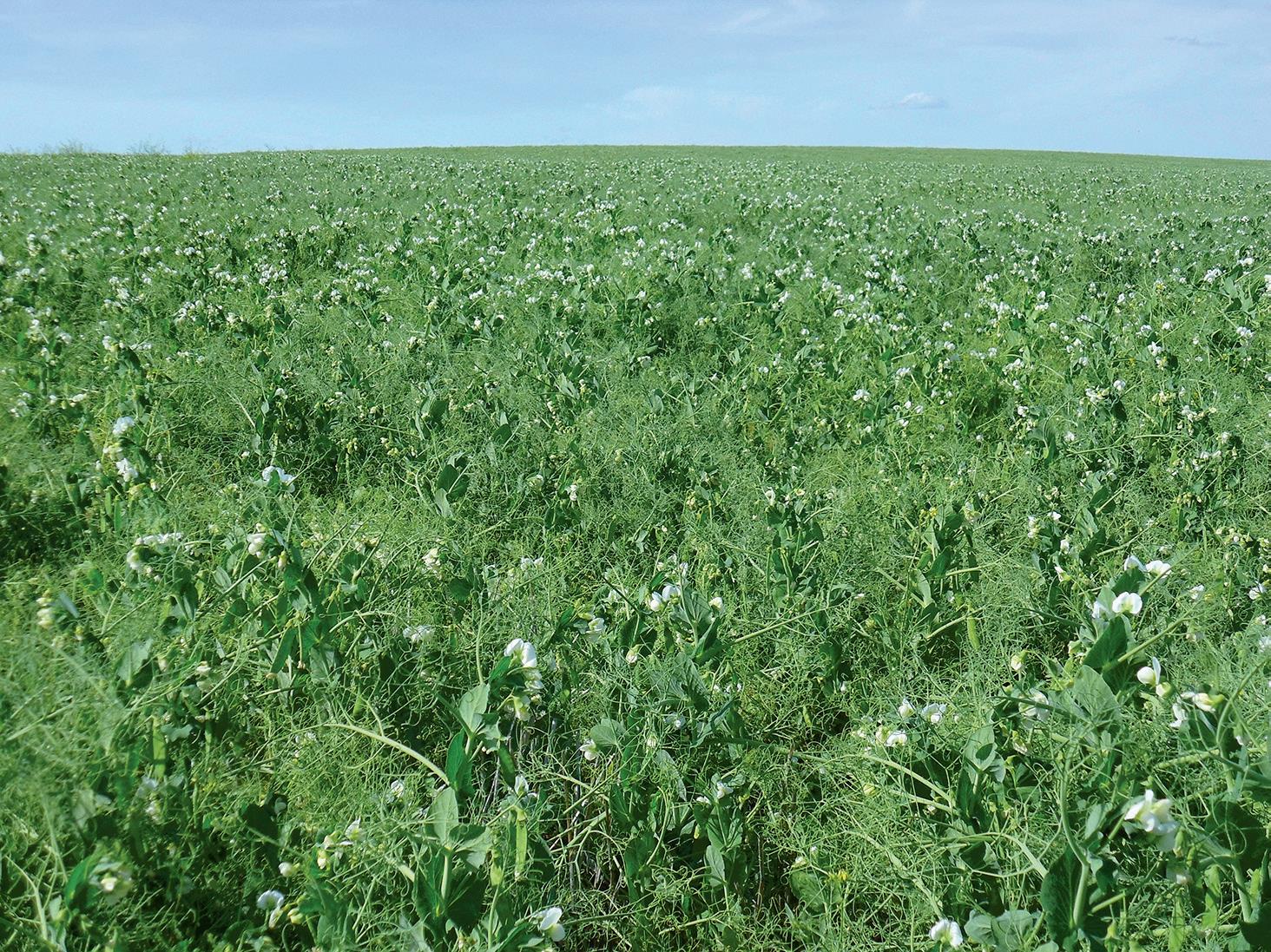 Diversification where it isn’t easy: Beyond the grain-fallow rotation ...