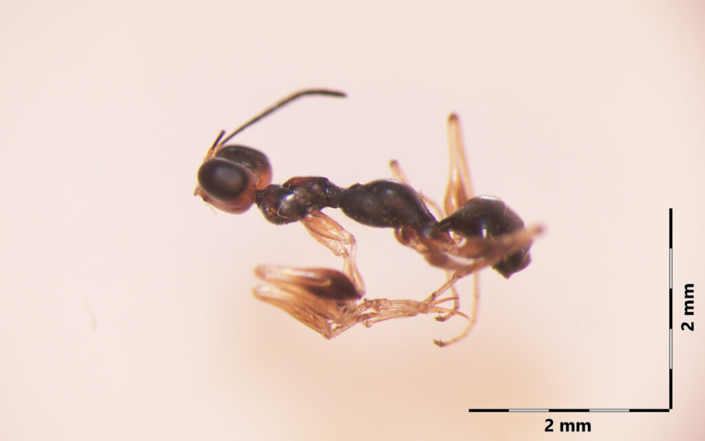 Tracking Beneficial Parasites to Safeguard Cherry Production | CSANR ...