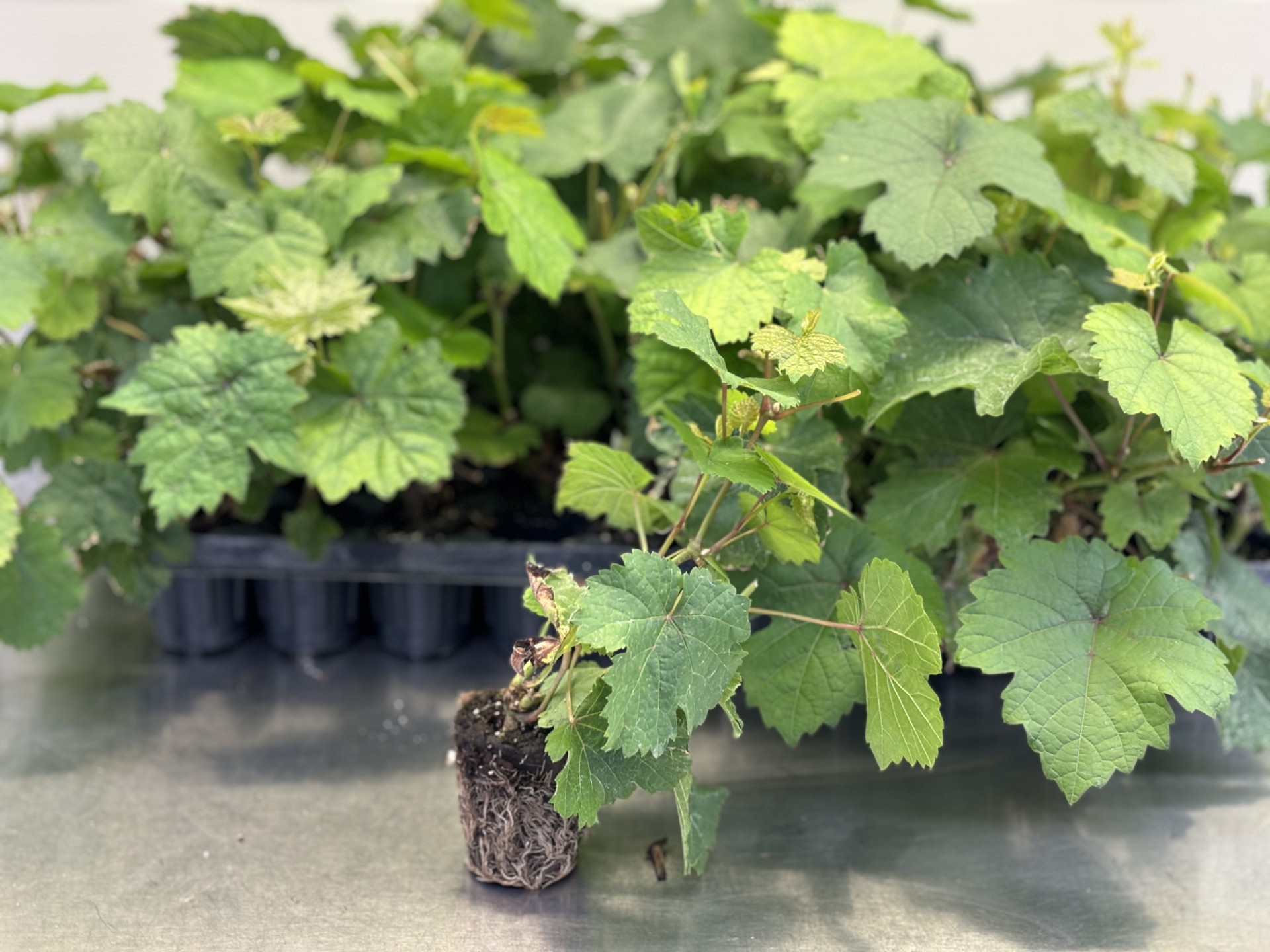 Grapevines