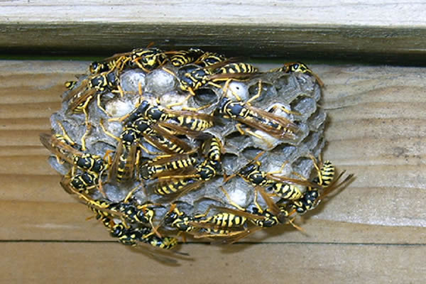 European paper wasp | Pestsense | Washington State University