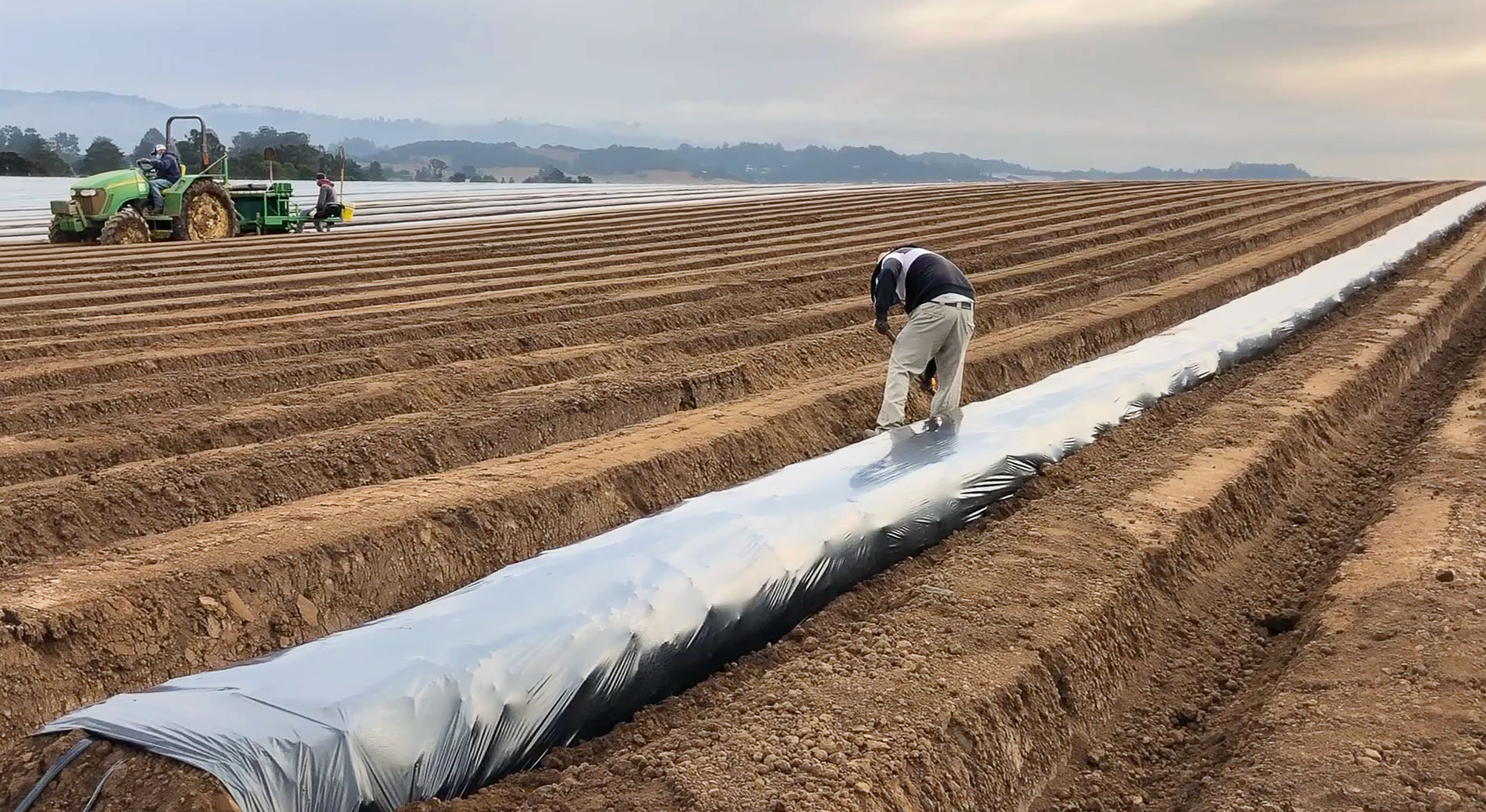 Mechanically laying biodegradable plastic mulch | Small Fruit ...