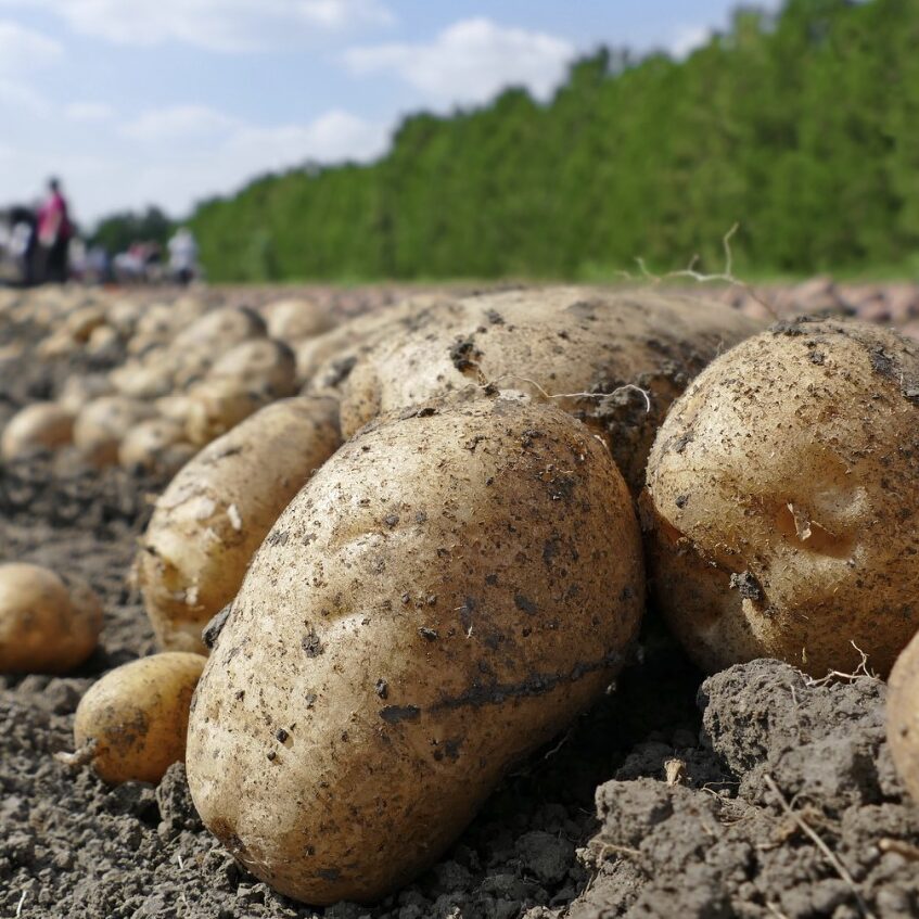 Potato week is here | College of Agricultural, Human, and Natural ...