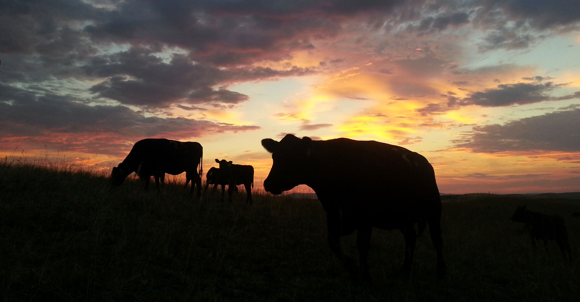 Cattle-at-sunset | College of Agricultural, Human, and Natural Resource ...