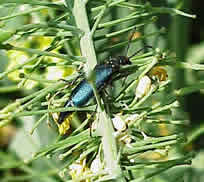 green blister beetle bite